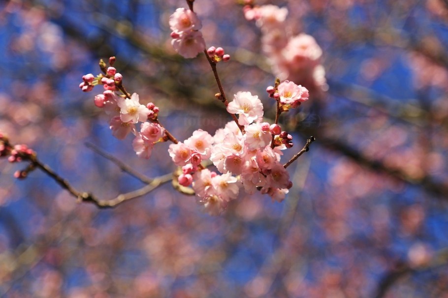 First signs of life: first day of spring in Vancouver | Fotoeins Fotografie